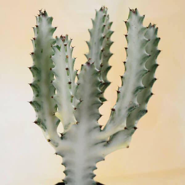 ●学名・英名：Euphorbia lactea White Ghost●商品情報：一見サボテンのように見えますが、多肉植物のユーフォルビアの一種。ホワイトゴースト、『白い幽霊』という名の通り、なんとも言えない魅惑的な姿がインテリアとしても人...