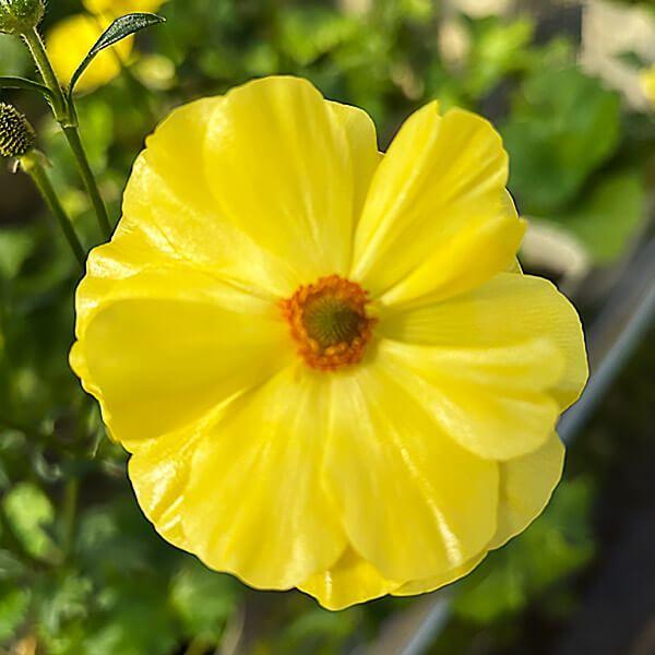 ●学名・英名：Ranunculus asiaticus●商品情報：まるで貝殻のようにキラキラと光沢のある花弁が特徴的で、耐寒性・耐暑性に比較的強く、毎年開花してくれるラナンキュラス。スプレー咲で、早春〜初夏まで咲き続け、花もちも良く切花でも...