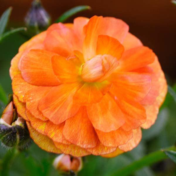 ●学名・英名：Ranunculus asiaticus●商品情報：まるで貝殻のようにキラキラと光沢のある花弁が特徴的で、耐寒性・耐暑性に比較的強く、毎年開花してくれるラナンキュラス。スプレー咲で、早春〜初夏まで咲き続け、花もちも良く切花でも...