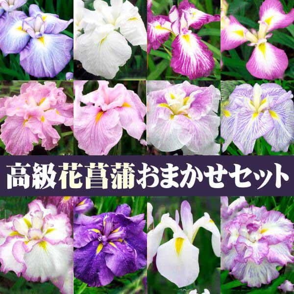 ●学名・英名：Iris ensata Thunb.●商品情報：風雅な花容を楽しめ、花色や花形が豊富な日本の伝統花。数ある花菖蒲の中から、選ばれた高級品種をおまかせで3品種・名称付きでお届け。乾燥に注意すれば花壇でも栽培可能です。アヤメ科。●...