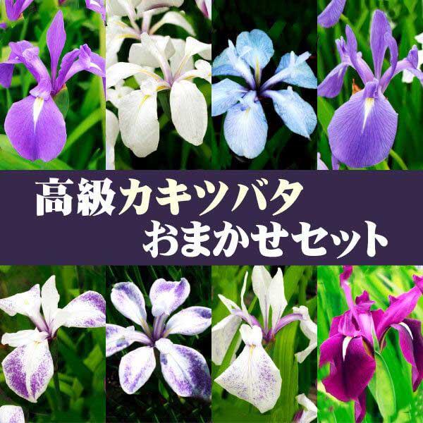 ●学名・英名：Iris laevigata●商品情報：カキツバタは、池や沼などの湿地に群生する多年草の抽水植物です。古くから様々な品種が存在し、古典園芸植物の1つ。数あるカキツバタの中から選ばれた高級品種をおまかせで3品種・名称付きでお届け...