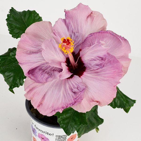 ●学名・英名：Hibiscus 'Vivaldi'●商品情報：ハイビスカスは南国の代表する夏の花。一日花ですが、次々と花を咲かせます。ビバルディは藤紫色の八重咲きハイビスカスです。アオイ科。●お届け状態：10.5cmポット苗●分類：非耐寒性...