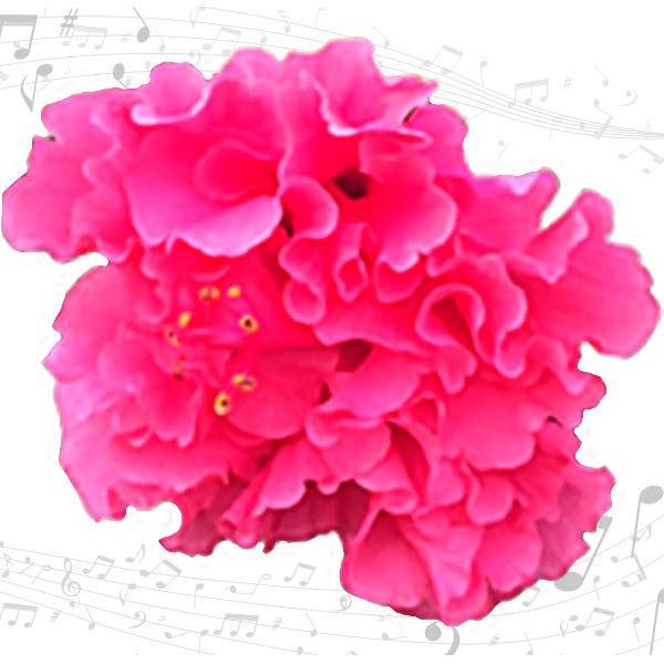 ●学名・英名：Hibiscus 'Mozart'●商品情報：ハイビスカスは南国の代表する夏の花。一日花ですが、次々と花を咲かせます。モーツァルトはピンク色の八重咲きハイビスカスです。アオイ科。●お届け状態：10.5cmポット苗●分類：非耐寒...