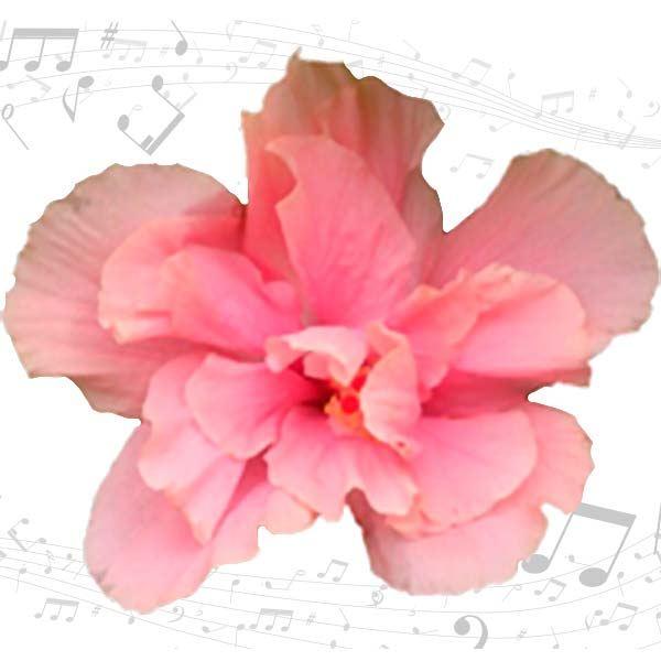 ●学名・英名：Hibiscus 'Schubert'●商品情報：ハイビスカスは南国の代表する夏の花。一日花ですが、次々と花を咲かせます。シューベルトは淡いピンク色の八重咲きハイビスカスです。アオイ科。●お届け状態：10.5cmポット苗●分類...