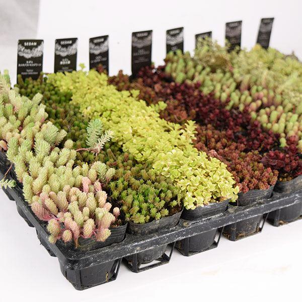 ●学名・英名：Sedum●商品情報：多肉植物で初心者にも育てやすいセダムのおまかせ福袋。セダムは寒さや暑さ、乾燥にも強く、庭で植えっ放し栽培もOK!横に這うように広がっていくので、 グランドカバーとしても楽しめます。ベンケイソウ科。●お届け...