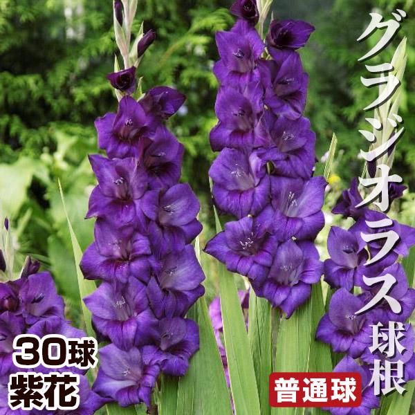 ●学名・英名：Gladiolus●商品情報：グラジオラスは夏の花壇に欠かせない春植え球根のひとつです。グラジオラスは植え付け後約3か月で開花します。植え付けのタイミングをずらすことで長い期間お花を楽しめます。アヤメ科。●お届け状態：球根●開...