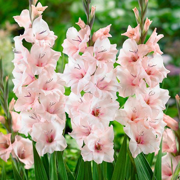 ●学名・英名：Gladiolus●商品情報：グラジオラスは夏の花壇に欠かせない春植え球根のひとつです。グラジオラスは植え付け後約3か月で開花します。植え付けのタイミングをずらすことで長い期間お花を楽しめます。アヤメ科。●お届け状態：球根●開...
