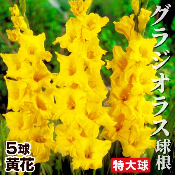 ●学名・英名：Gladiolus●商品情報：グラジオラスは夏の花壇に欠かせない春植え球根のひとつです。グラジオラスは植え付け後約3か月で開花します。植え付けのタイミングをずらすことで長い期間お花を楽しめます。アヤメ科。●お届け状態：球根●開...