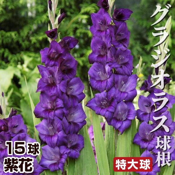 ●学名・英名：Gladiolus●商品情報：グラジオラスは夏の花壇に欠かせない春植え球根のひとつです。グラジオラスは植え付け後約3か月で開花します。植え付けのタイミングをずらすことで長い期間お花を楽しめます。アヤメ科。●お届け状態：球根●開...