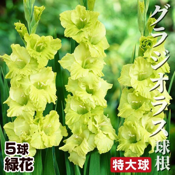 ●学名・英名：Gladiolus●商品情報：珍しい緑花のグラジオラス。グラジオラスは植え付け後約3か月で開花します。植え付けのタイミングをずらすことで長い期間お花を楽しめます。アヤメ科。●お届け状態：球根●開花期(約)：7〜10月(植え付け...