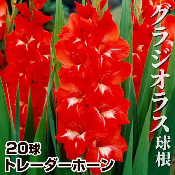 ●学名・英名：Gladiolus Traderhorn●商品情報：夏空によく映える真っ赤なグラジオラス。グラジオラスは植え付け後約3か月で開花します。植え付けのタイミングをずらすことで長い期間お花を楽しめます。アヤメ科。●お届け状態：球根(...