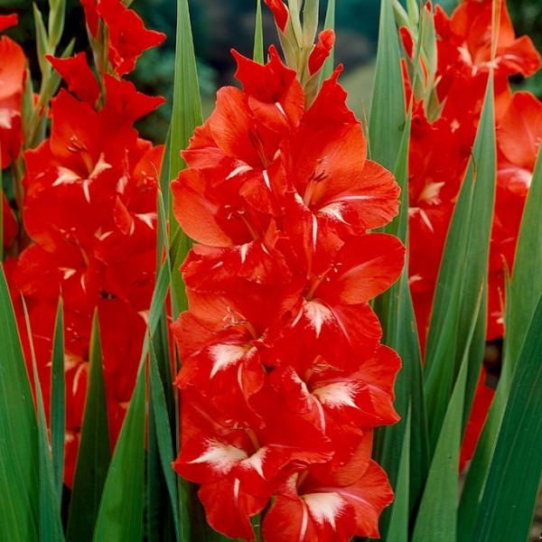 ●学名・英名：Gladiolus Traderhorn●商品情報：夏空によく映える真っ赤なグラジオラス。グラジオラスは植え付け後約3か月で開花します。植え付けのタイミングをずらすことで長い期間お花を楽しめます。アヤメ科。●お届け状態：球根(...