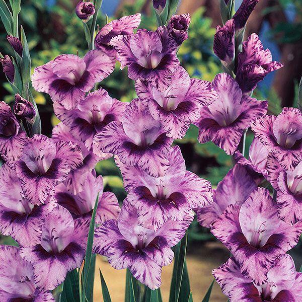 ●学名・英名：Gladiolus Passos●商品情報：エキゾチックで珍しい花色のグラジオラス。グラジオラスは植え付け後約3か月で開花します。植え付けのタイミングをずらすことで長い期間お花を楽しめます。アヤメ科。●お届け状態：球根(球周約...