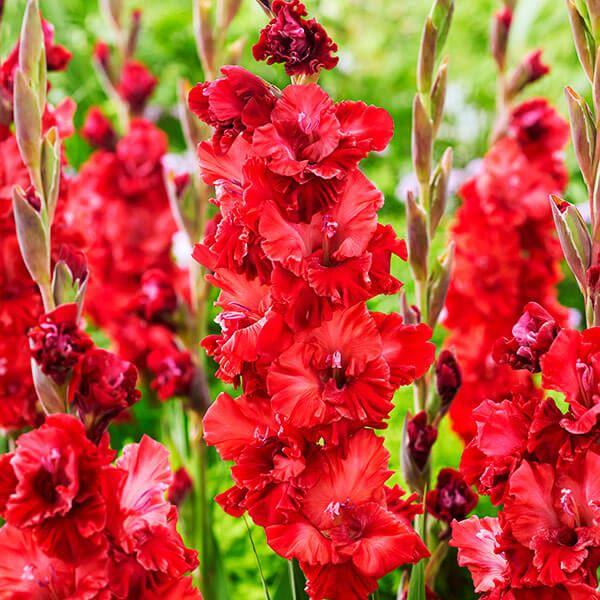 ●学名・英名：Gladiolus Velvet Raspberry●商品情報：大人な深みのあるラズベリー色のグラジオラス。グラジオラスは植え付け後約3か月で開花します。植え付けのタイミングをずらすことで長い期間お花を楽しめます。アヤメ科。●...