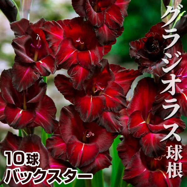 ●学名・英名：Gladiolus Back Star●商品情報：妖艶な真紅の花色が魅力的なグラジオラス。グラジオラスは植え付け後約3か月で開花します。植え付けのタイミングをずらすことで長い期間お花を楽しめます。アヤメ科。●お届け状態：球根(...