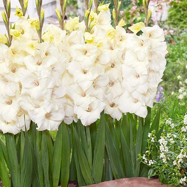 ●学名・英名：Gladiolus Amber●商品情報：花の大きさそのままで草丈だけ低い画期的なグラジオラス! 花もちが良く2週間ほど咲き続けることもあるほどです。雨風に強く黄化もしにくい優秀品種です。さらに、虫や風にも強く育てやすい。●お...