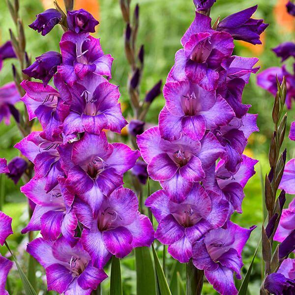 ●学名・英名：Gladiolus Kim●商品情報：花の大きさそのままで草丈だけ低い画期的なグラジオラス! 花もちが良く2週間ほど咲き続けることもあるほどです。雨風に強く黄化もしにくい優秀品種です。さらに、虫や風にも強く育てやすい。アヤメ科...