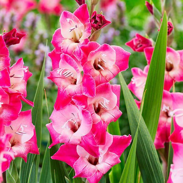 ●学名・英名：Gladiolus Lizzy●商品情報：花の大きさそのままで草丈だけ低い画期的なグラジオラス! 花もちが良く2週間ほど咲き続けることもあるほどです。雨風に強く黄化もしにくい優秀品種です。さらに、虫や風にも強く育てやすい。アヤ...