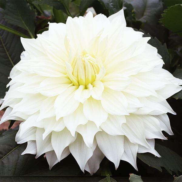 ●学名・英名：Dahlia●商品情報：ボリューム満点の大輪花! 切花にも重宝するダリア。大輪:花径24cm前後。秋田国際ダリア園の高品質な球根でお届けします。「ショーンホワイト」は秋田国際ダリア園の園長鷲澤氏(国内に流通している品種の約7割...