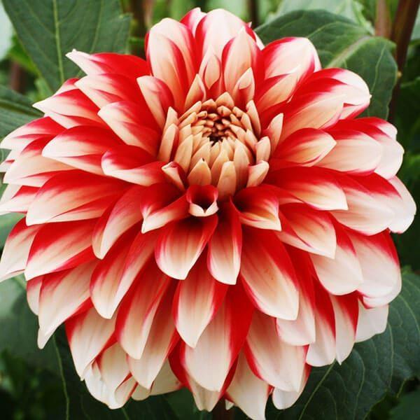 ●学名・英名：Dahlia●商品情報：縁起の良い紅白の2咲きダリア。晩秋になると赤色が橙色に変化します。中輪:花径17cm前後。秋田国際ダリア園の高品質な球根でお届けします。「縁結び」は秋田国際ダリア園の園長鷲澤氏(国内に流通している品種の...