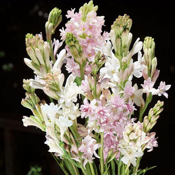 ●学名・英名：Agave tuberosa●商品情報：チューベローズは別名「月下香」「夜来香」といい、その名の通り夜になると花の香りが強くなり長く香りを楽しめます。熱帯アジアやハワイでもよく栽培され、レイに使われることもあります。キジカクシ...