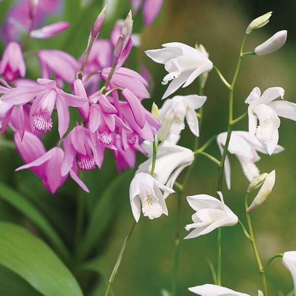セット内容：白花・紫花/各3球●学名・英名：Bletilla striata●商品情報：シランは寒さ暑さに比較的強くて育てやすい。可憐な花が楽しめます。ラン科。●お届け状態：球根●開花期(約)：5-6月●草丈(約)：30-50cm●耐寒性：...