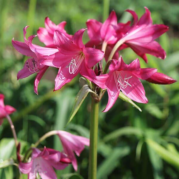 ●学名・英名：Crinum Ellen Bosanquet●商品情報：鮮やかなローズピンクの花が咲く大型のクリナム。植え替えを嫌うので植えっぱなし栽培OK。ヒガンバナ科。●お届け状態：球根●開花期(約)：7-9月●草丈(約)：60-100c...