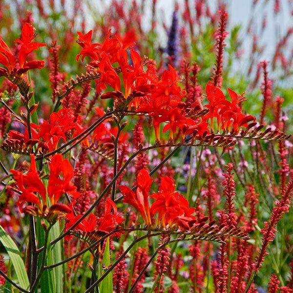 ●学名・英名：Crocosmia Lucifer●商品情報：クロコスミアは非常に丈夫で繁殖力が強く、植えっぱなし栽培もOK。草丈1m以上になる大型種で、朱赤の華やかな花色もステキです。アヤメ科。※佐賀県では県条例により、クロコスミア(ヒメオ...