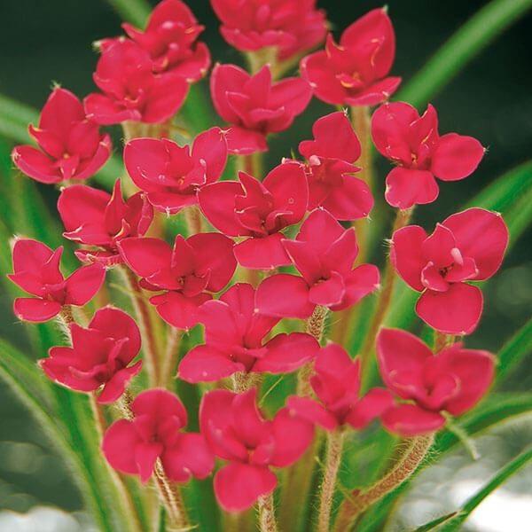 ●学名・英名：Rhodohypoxis baurii●商品情報：鮮やかな赤色の花はビロードのような美しさ! 育てやすく毎年開花するアッツ桜。花壇の縁取りや寄せ植えに。キンバイザサ科。●お届け状態：球根(小球)●開花期(約)：4-6月●草丈(...