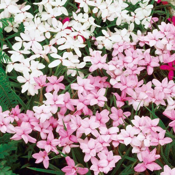 ●学名・英名：Rhodohypoxis baurii●商品情報：育てやすく毎年開花するアッツ桜の桃白ミックス。花壇の縁取りや寄せ植えに。キンバイザサ科。●お届け状態：球根(小球)●開花期(約)：4-6月●草丈(約)：10-15cm●耐寒性：...