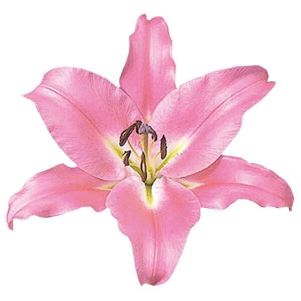 ●商品情報：6月に植えて8月頃に咲くように冷凍処理を施したゆりの球根。お盆シーズンの切花に!※栽培環境により花色が出にくい場合があります。●お届け状態：球根(開花見込み)●草丈(約)：50-100cm●開花時期(約)：8月頃※開花調整を行っ...