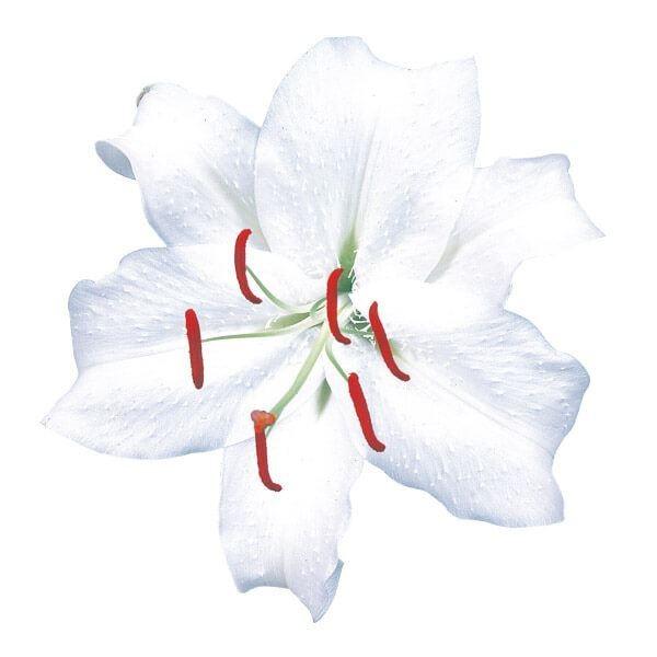 ●商品情報：6月に植えて8月頃に咲くように冷凍処理を施したゆりの球根。お盆シーズンの切花に!●お届け状態：球根(開花見込み)●草丈(約)：50-100cm●開花時期(約)：8月頃※開花調整を行っておりますが、栽培環境により開花時期が前後する...