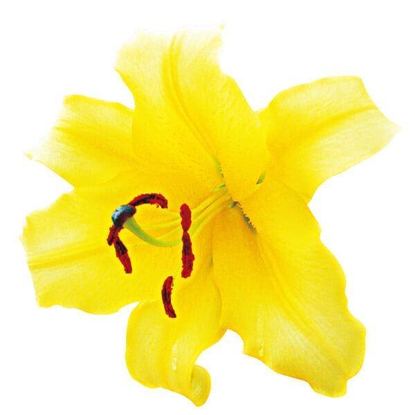 ●商品情報：6月に植えて8月頃に咲くように冷凍処理を施したゆりの球根。お盆シーズンの切花に!※栽培環境により花色が出にくい場合があります。●お届け状態：球根(開花見込み)●草丈(約)：50-100cm●開花時期(約)：8月頃※開花調整を行っ...