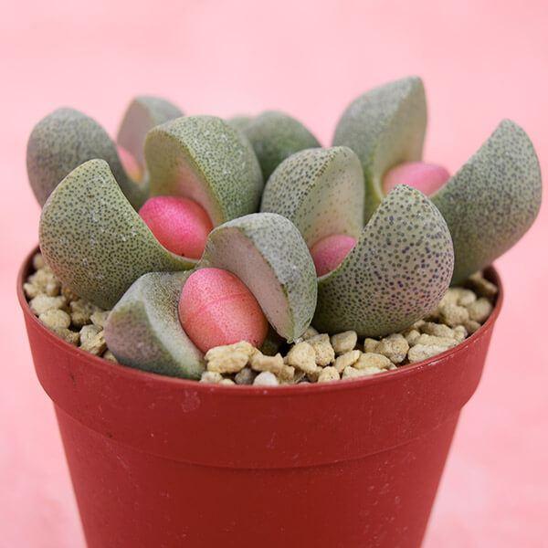 ●学名・英名：Pleiospilos nelii reiwa-momotarou●商品情報：冬に成長するメセンの仲間で、丸みのある多肉質の葉の真ん中に、まさにパッカーンと桃のような芽が!ユニークな姿で人気のある多肉植物です。春から初夏にかけ...