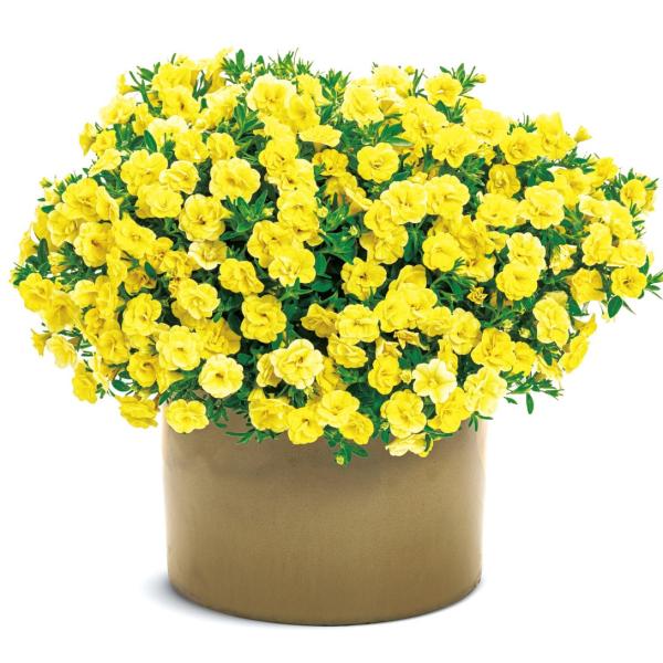 ●商品情報：鮮やかなイエローの豪華な花を咲かせる八重咲きタイプのスーパーベルです。暑さや病気に強く栽培簡単! 多花性・半立ち性タイプなので、株の中心にも花がつきやすく、また花期が長いため春から秋まで長く楽しめます。１株で直径４０〜６０ｃｍま...