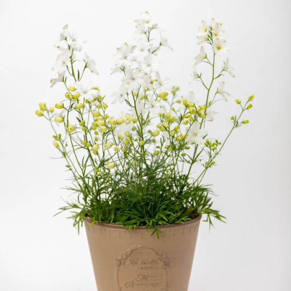 ●商品情報：透き通るような美しい白色の花です。上向き咲きの花がまとまって咲くので見栄えも抜群です！ 上向き咲きの花がまとまって咲くので見栄えも抜群です！！！ 膝丈サイズのデルフィニウムで、花壇や鉢植えにオススメです。●お届け状態：ポット苗●...