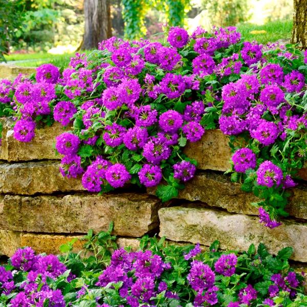 ●商品情報：大きな球状の花房が長期間咲き続ける大人気品種!! 鮮やかな紫色の花弁は見る人の心を奪うほど美しい。横に広がる性質があるため、花壇の縁取りやコンテナ栽培でも。−15℃でも葉を残して越冬するのでグランドカバーに最適。●お届け状態：ポ...