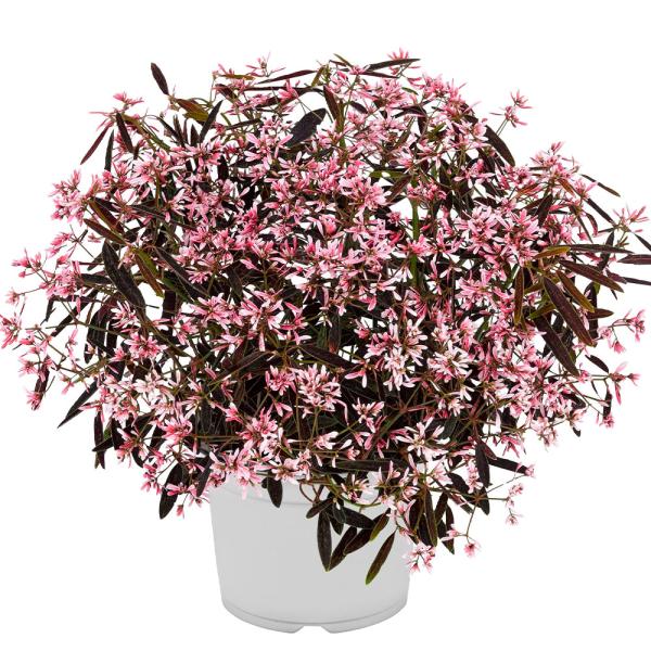●商品情報：桜色の小花がふわりと舞い、ブロンズ色の葉か目をひく、育てやすい優秀品種。耐暑性にも優れ、春から晩秋まで途切れることなく咲き続けます。寄せ植えや花壇のアクセントに最適です。●お届け状態：ポット苗●分類：多年草●開花期：4〜11月●...