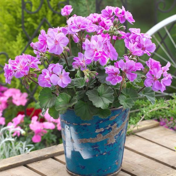 ●商品情報：ヴィオリーノは、ダークリーフとラベンダー色の花が美しく調和するゼラニウムです。暑さに強く、強健な濃緑葉のシリーズ！濃い葉色と鮮やかな花色の美しいコントラストが魅力。育てやすさ抜群で、初心者にオススメ！●お届け状態：10.5cmポ...