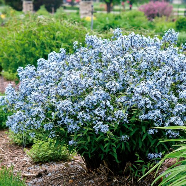 ●商品情報：驚くほどの分枝性と多花性で、まるで星が降っているかのように溢れ咲く姿は圧巻の一言。存在感のある黒茎と爽やかなアイスブルーの花弁との色合いは人気沸騰間違いなし!! 耐暑性・耐寒性・耐病性強く、ローメンテナンスです。●お届け状態：1...