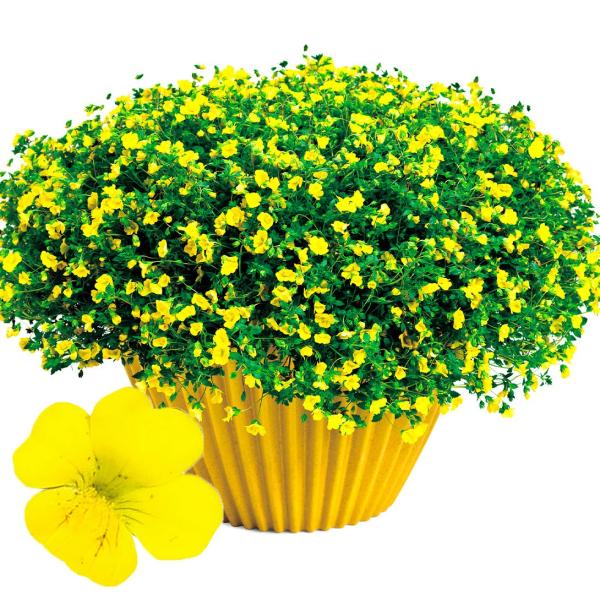 ●商品情報：夏の暑さにも負けず、春から秋まで鮮やかな黄色の小花をたくさんつけます!! 地面を這うように生長するため、グランドカバーや花壇の縁取りにも。実は雑草よりも生育が早く、雑草の抑制効果もあるんです。強健で耐暑・耐雨性抜群で育てやすい。...