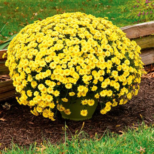 ●商品情報：特別な手入れはなしで小花が株を覆い、こんもりとした株姿にまるガーデンマム。初夏と秋の嬉しい２季咲き!!。●お届け状態：ポット苗●分類：多年草●開花期：6〜7、9〜11月●草丈：40-50cm●日照：日なた・半日陰●耐寒性：強●用...