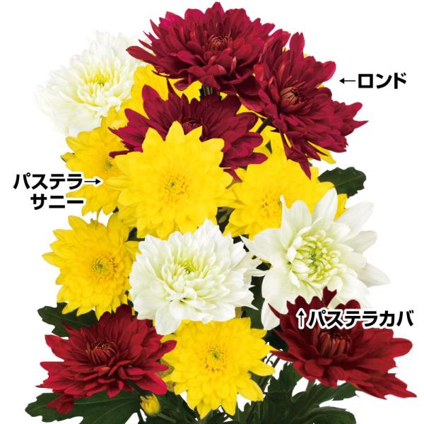 セット内容ロンド、パステラカバ、パステラサニー　各2株●商品情報：ボリューム満点のデコラ咲き菊苗セット。切花やアレンジなど幅広く活躍する大人気菊!!●お届け状態：6cmポット苗●分類：多年草●開花期(約)：秋●花径：【ロンド】スプレー仕立て...