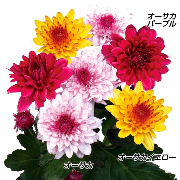 セット内容オーサカパープル、オーサカイエロー、オーサカ　各2株●商品情報：切花やアレンジなど幅広く活躍する大人気菊!!●お届け状態：6cmポット苗●分類：多年草●開花期(約)：秋●花径：【オーサカパープル】スプレー仕立て：約50mm【オーサ...