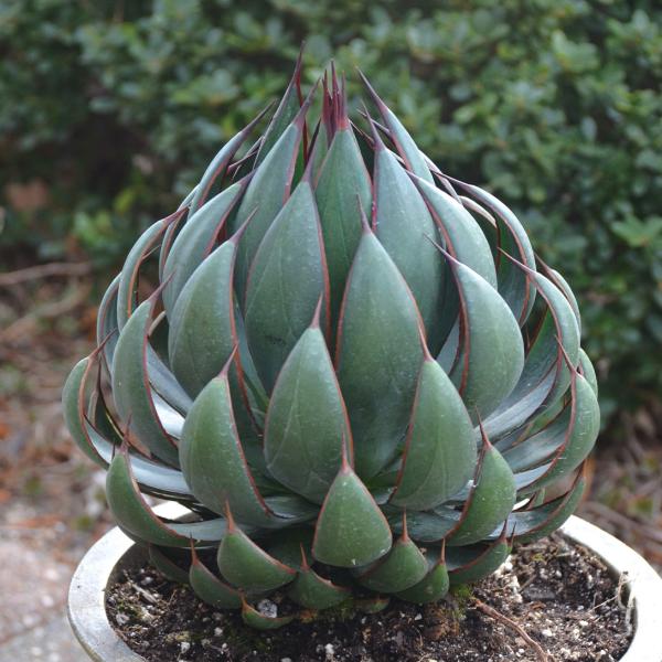 ●商品情報：マンフレダとアガベの属間交雑により生まれた新しい多肉植物。一度見たら忘れられないような、唯一無二の造形美「育つアート」!!アーティチョークのような濃いグリーンの葉は上向きに湾曲し、先端の爪が中央に集まる姿はまさに祈りの手（プレイ...