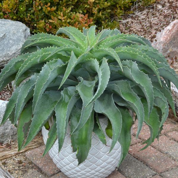 ●商品情報：マンフレダとアガベの属間交雑により生まれた新しい多肉植物。中心から青みを帯びた緑の葉が外側に流れ出るように伸びる姿はまるで滝のよう。葉の表面に細かい斑点があり、直射日光下ではより色濃く表れます。ランドスケープに適したマンガベです...