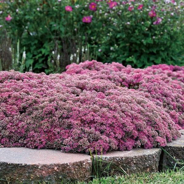 ●商品情報：耐寒性・耐暑性抜群のハイブリッドセダム!!時期によって花や葉の色が様変わりする姿を観賞することができ、初夏には多肉質の葉を楽しめます!強健で乾燥にも強く生育旺盛で、大きくドーム状に育つ株にたくさんの花が咲きこぼれます。●お届け状...