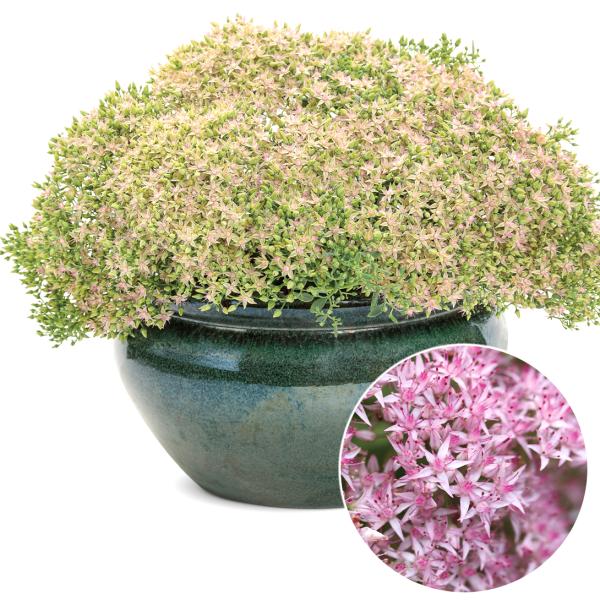 ●商品情報：耐寒性・耐暑性抜群のハイブリッドセダム!!時期によって花や葉の色が様変わりする姿を観賞することができ、初夏には多肉質の葉を楽しめます!強健で乾燥にも強く生育旺盛で、大きくドーム状に育つ株にたくさんの花が咲きこぼれます。●お届け状...