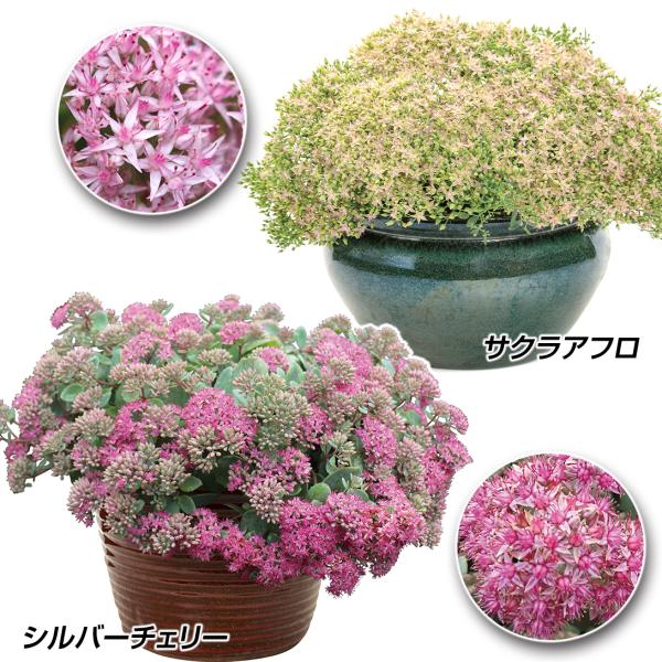 セット内容サクラアフロ　1株シルバーチェリー　1株●商品情報：耐寒性・耐暑性抜群のハイブリッドセダム!!時期によって花や葉の色が様変わりする姿を観賞することができ、初夏には多肉質の葉を楽しめます!強健で乾燥にも強く生育旺盛で、大きくドーム状...