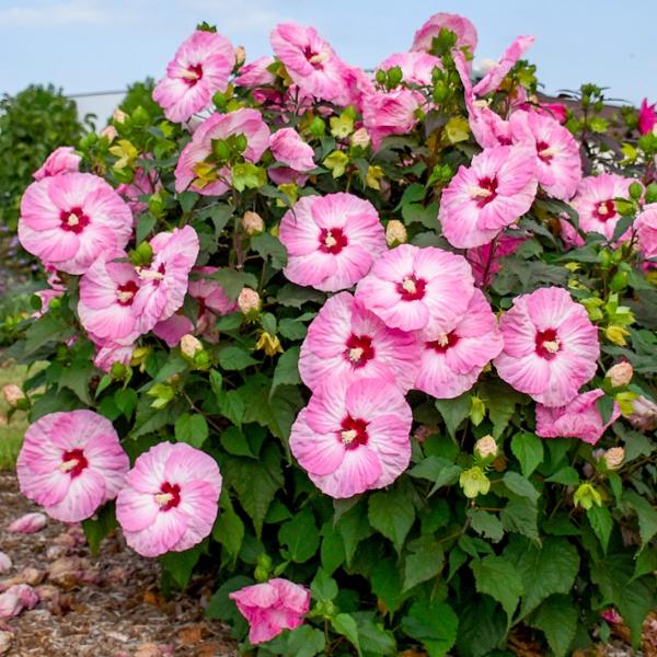 ●商品情報：耐暑性・耐寒性抜群のハイブリッド宿根ハイビスカス!!耐暑性抜群でなんと西日対策も不要のまさに夏最強のPWで、耐寒性も驚きの-30度!!強健・旺盛な生育力のため、地植えか花壇での栽培を推奨されるほど!!お庭で何年も育てられます。●...